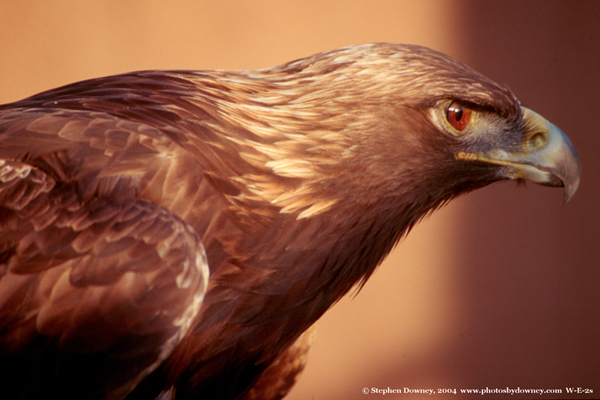 DowneyPhoto-Wildlife